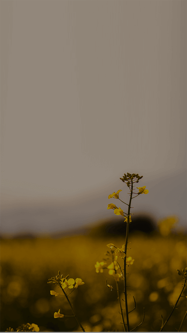 Spoon | Audio Live Streaming Platform for Everyone